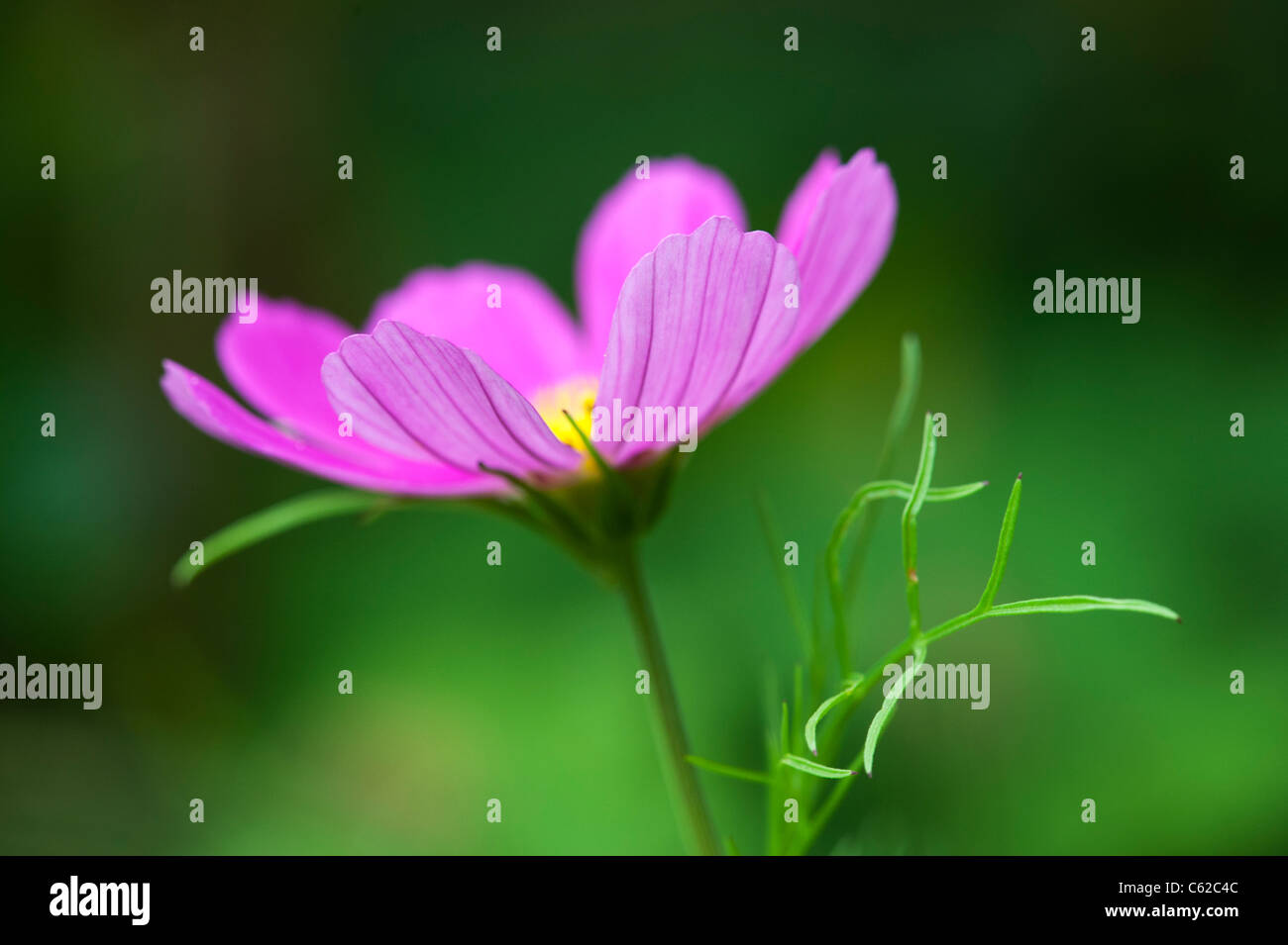 Cosmos bipinnatus flower Stock Photo - Alamy