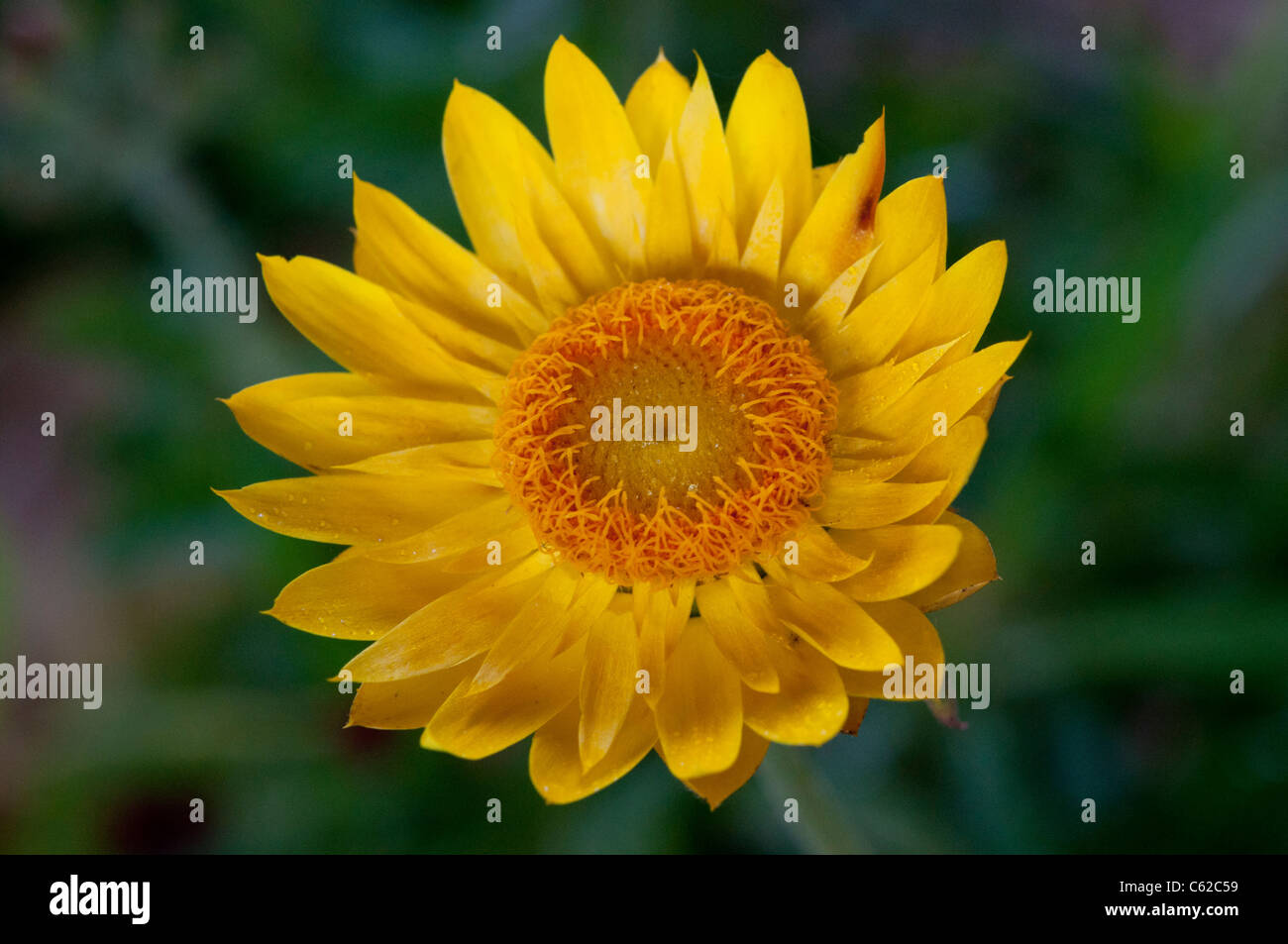 A Yellow Daisy Stock Photo - Alamy
