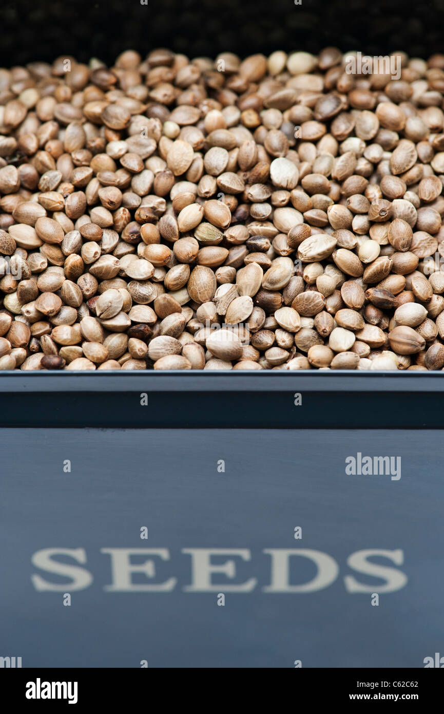 Cannabis Sativa . Hemp seed in a metal seed container Stock Photo - Alamy