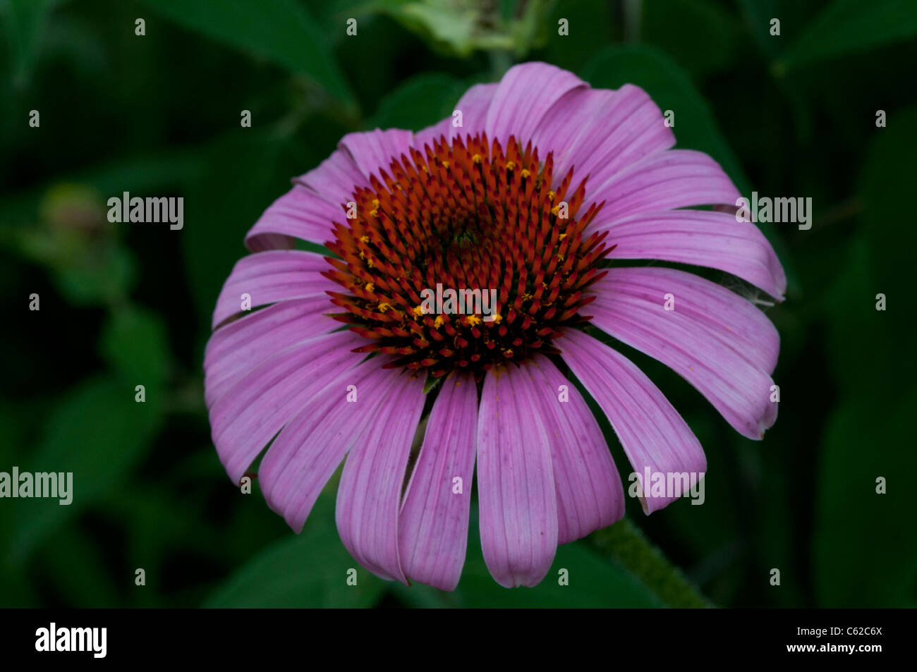 Close-up of a Coneflower Stock Photo - Alamy