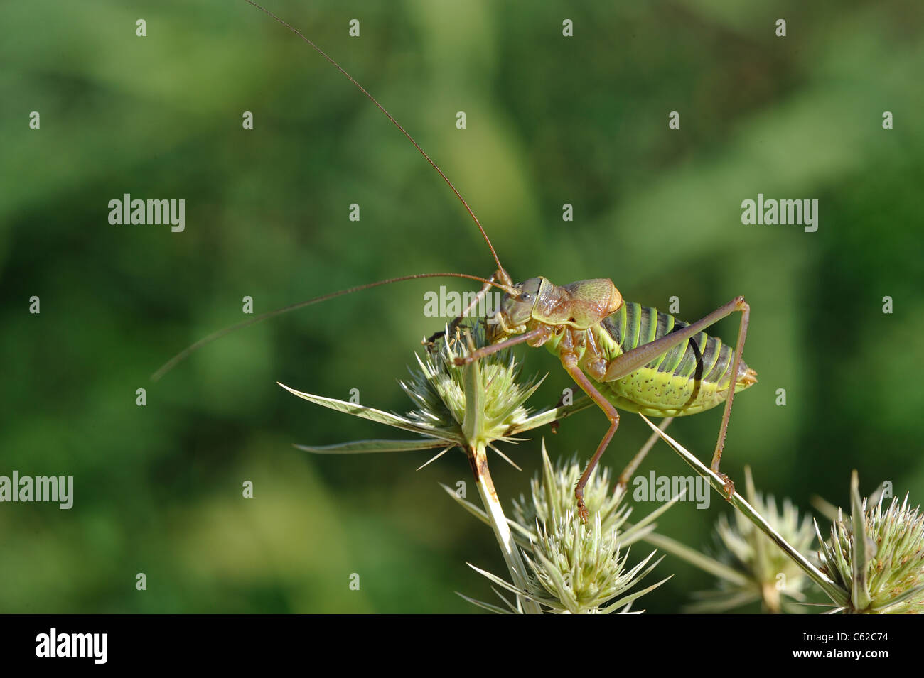 Mediterranean katydid - Saddle-backed bushcricket (Ephippiger ...