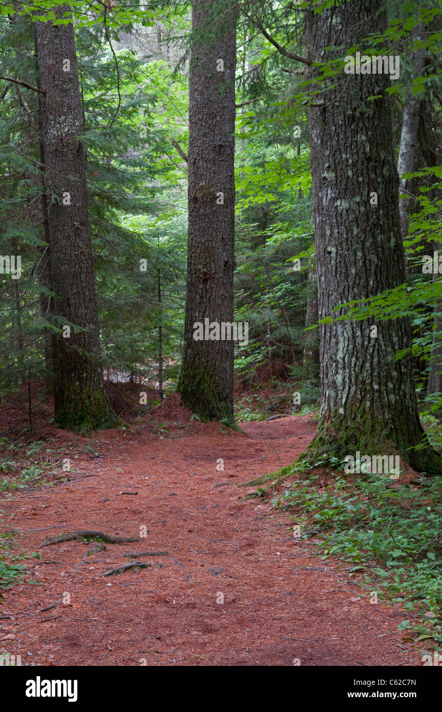 A trail in the Pine woods of Quebec Stock Photo - Alamy