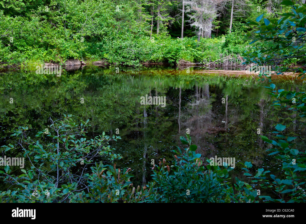 Reflections in a pond in the Laurentian woods Stock Photo - Alamy