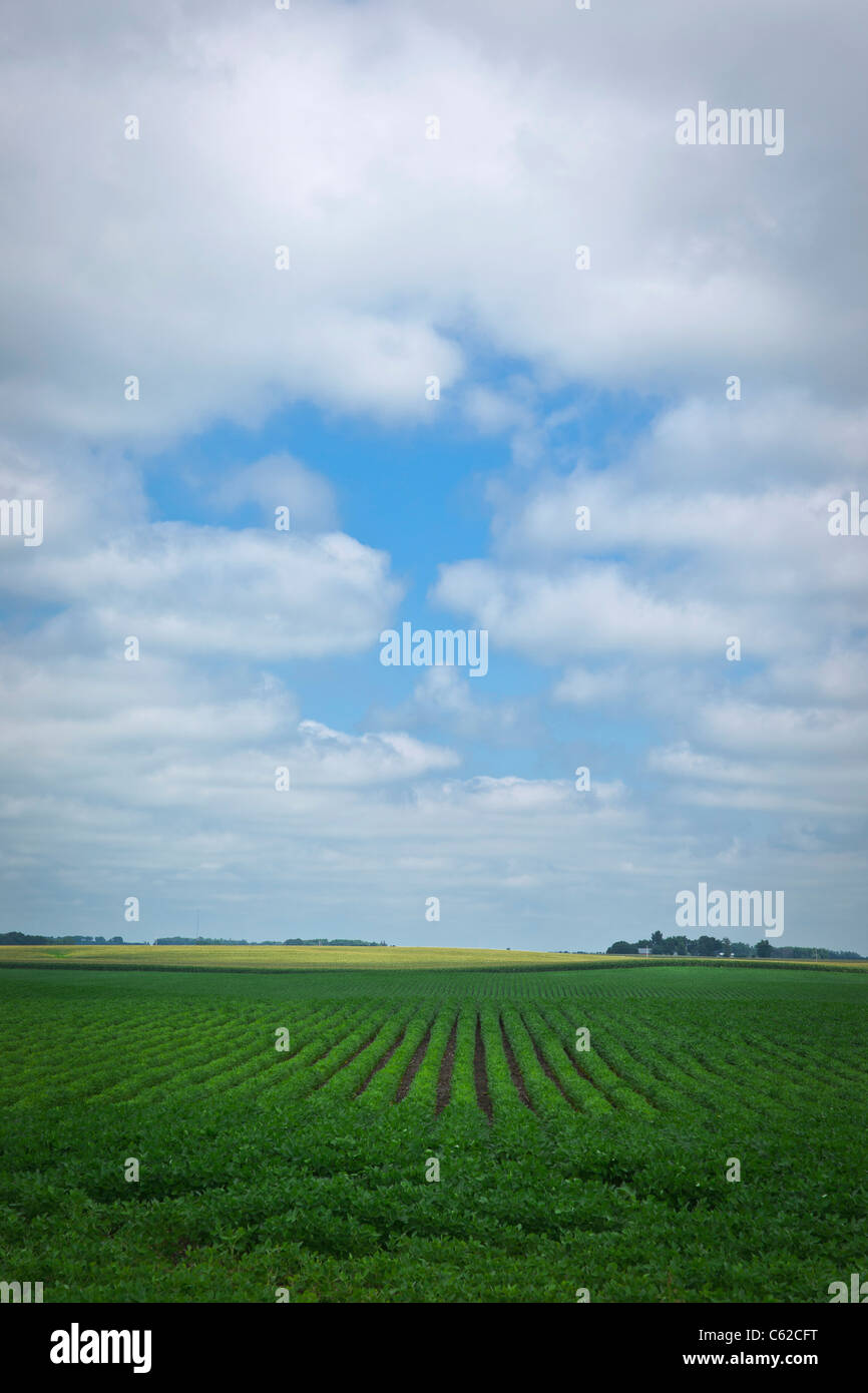 Rural scenery from Minnesota. Field and blue sky with white puffy ...