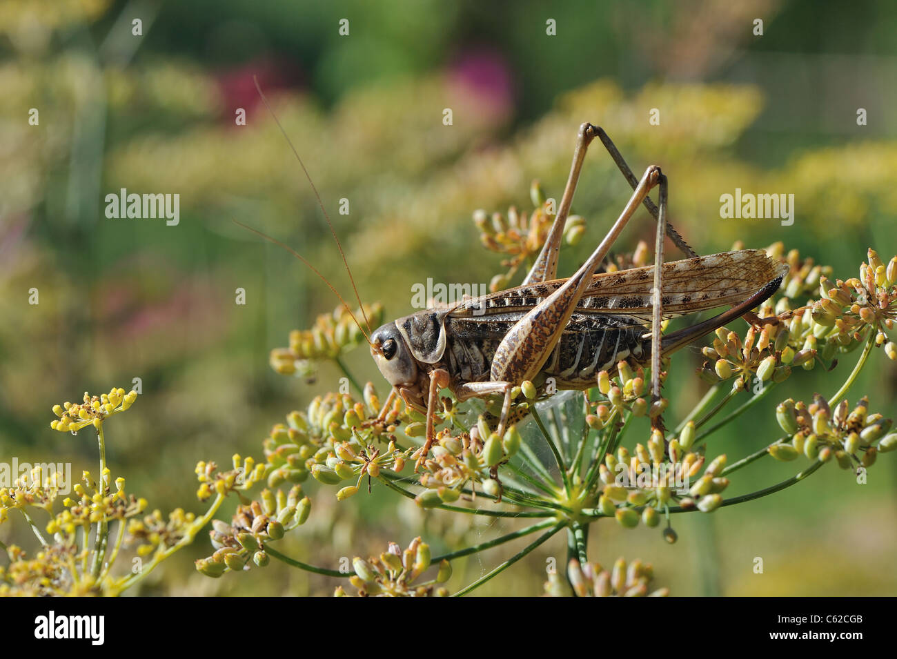 White-faced bushcricket (Decticus albifrons) in summer on umbellifer of ...