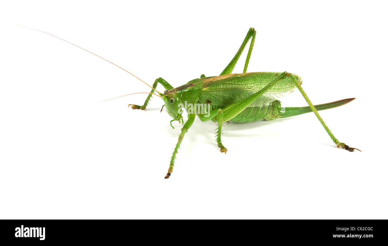 locust isolated on a white background Stock Photo - Alamy