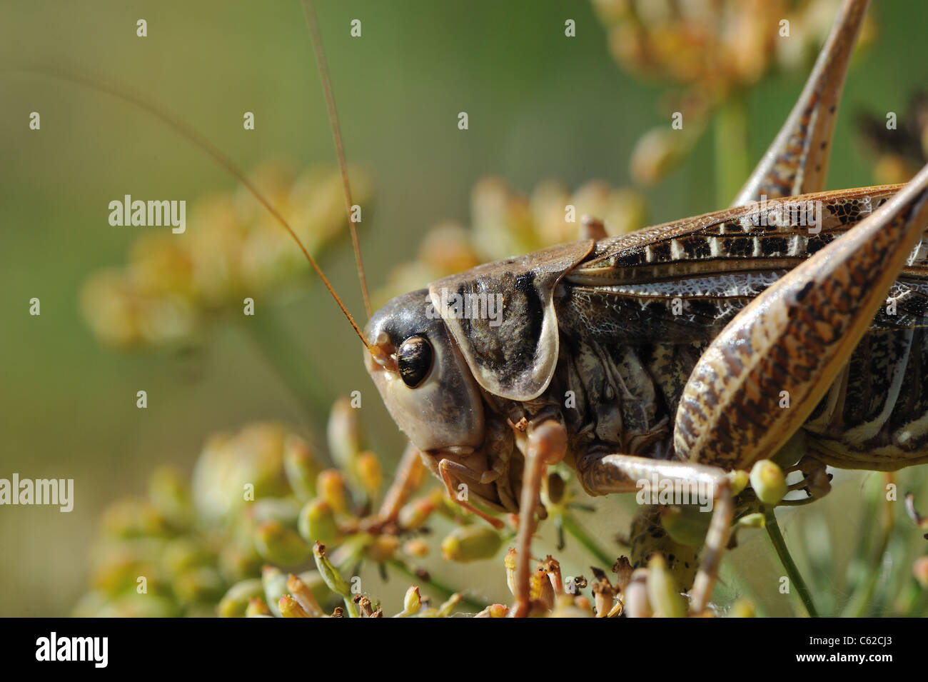 White-faced bushcricket (Decticus albifrons) in summer on umbellifer of ...