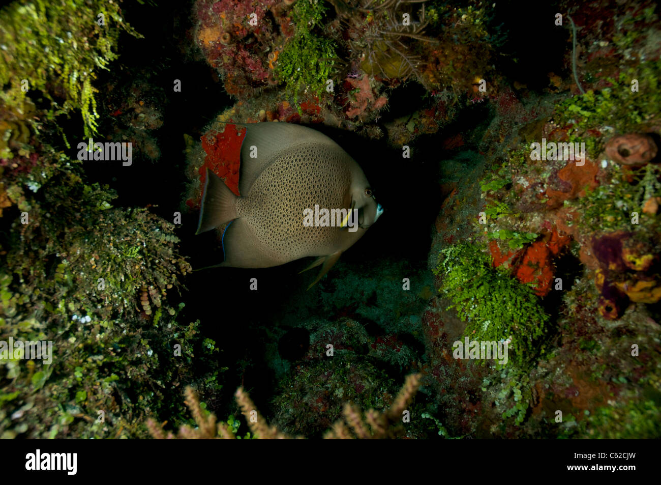Tropical fish swimming in the Bahamas waters between corals Stock Photo ...