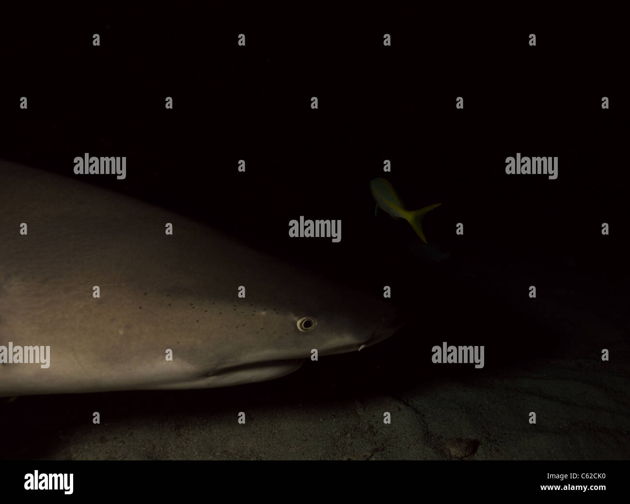 Lemon shark hi-res stock photography and images - Alamy