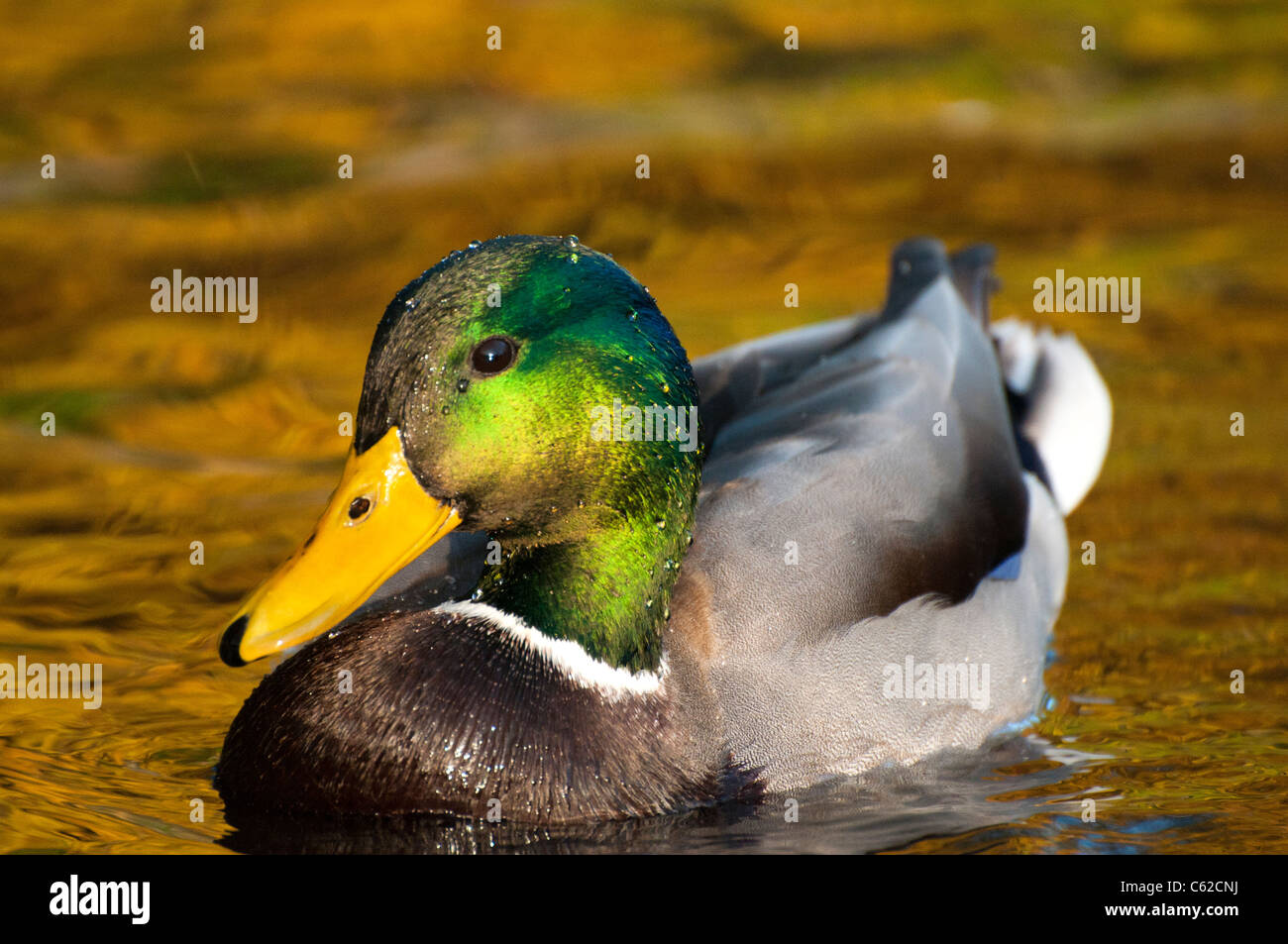 Male Mallard duck and fall colors reflecting on the water Stock Photo ...