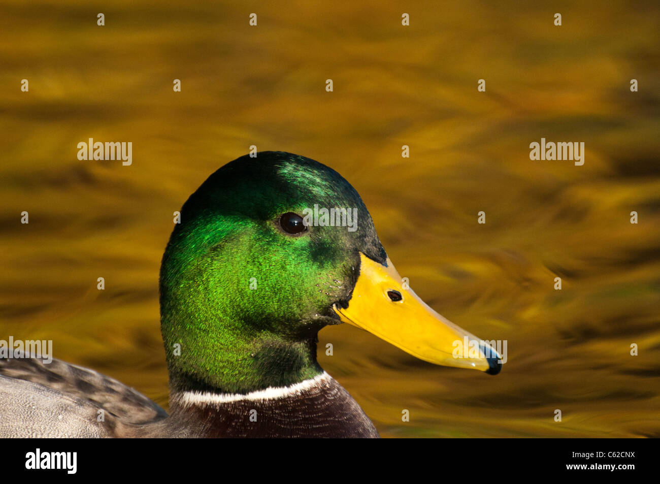 Male Mallard duck and fall colors reflecting on the water Stock Photo ...