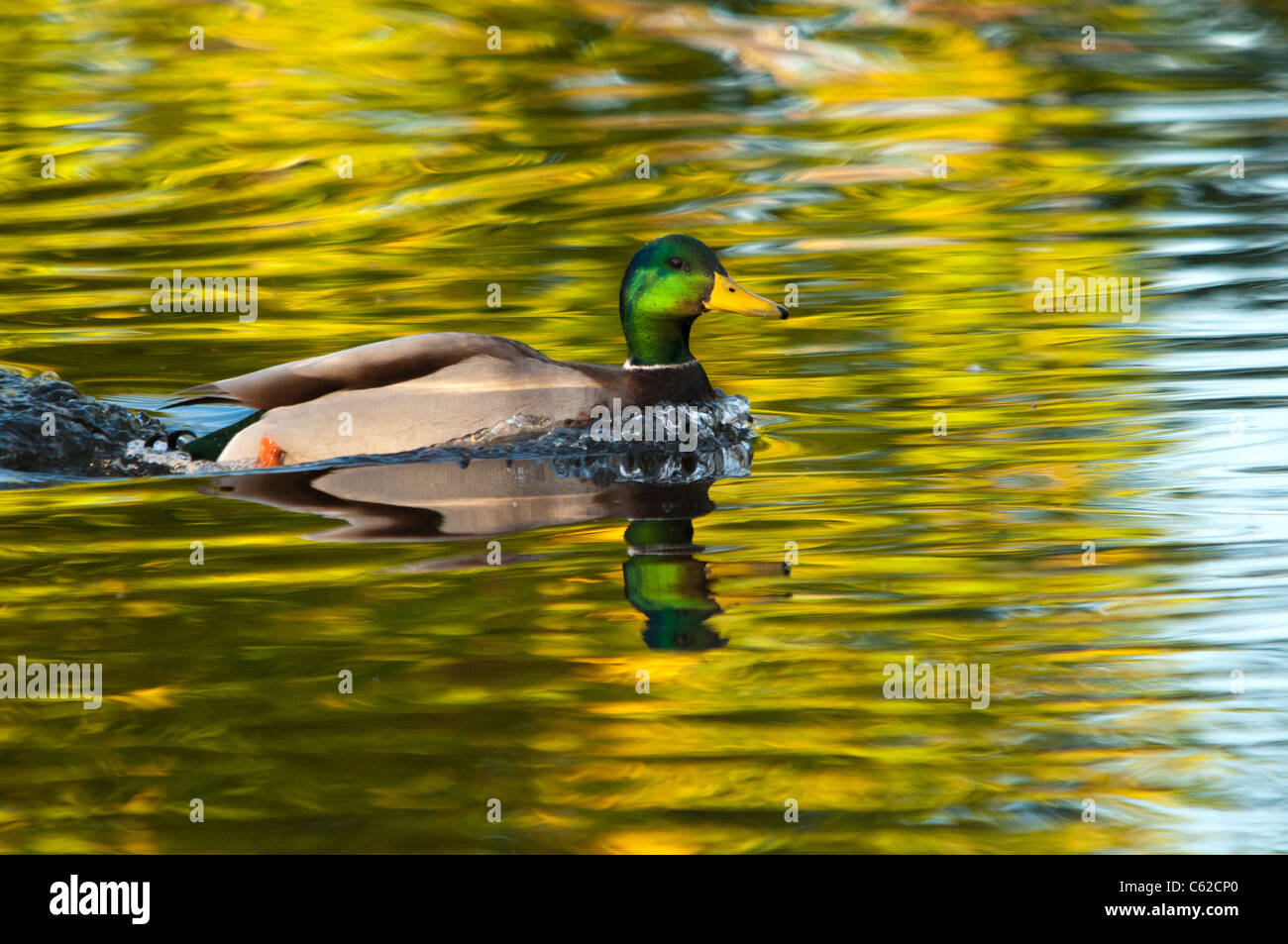 Male Mallard duck and fall colors reflecting on the water Stock Photo ...