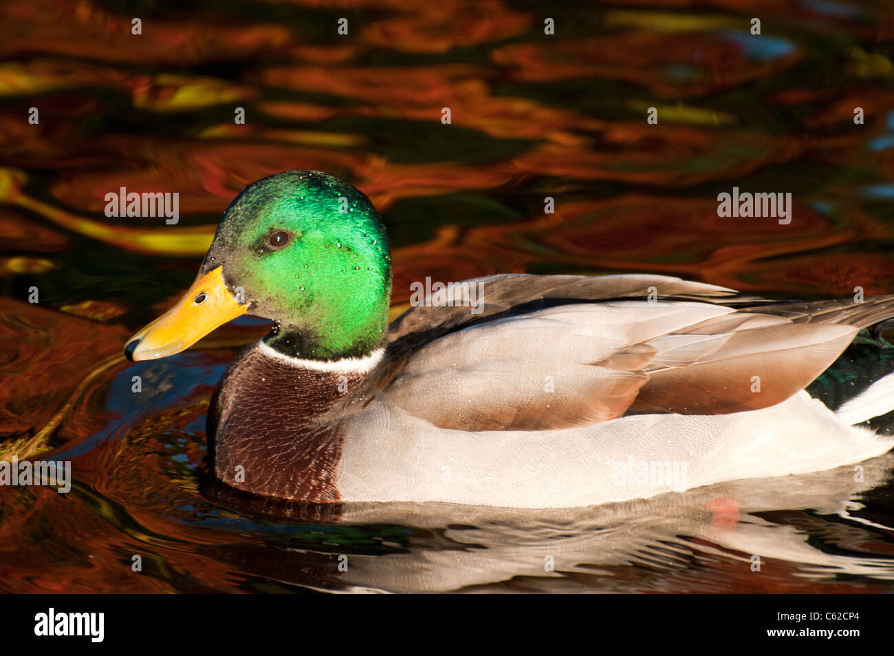 Male Mallard duck and fall colors reflecting on the water Stock Photo ...