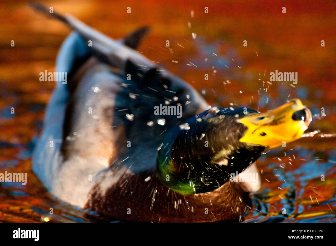Male Mallard duck and fall colors reflecting on the water Stock Photo ...
