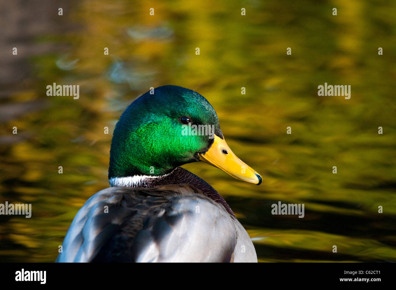 Male Mallard duck and fall colors reflecting on the water Stock Photo ...