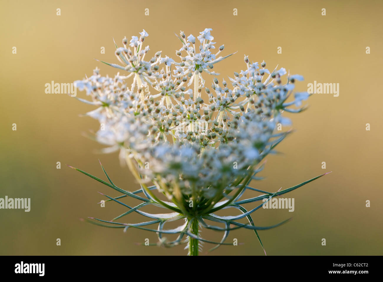 Weingarten Baden-Wuerttemberg Germany Stock Photo - Alamy