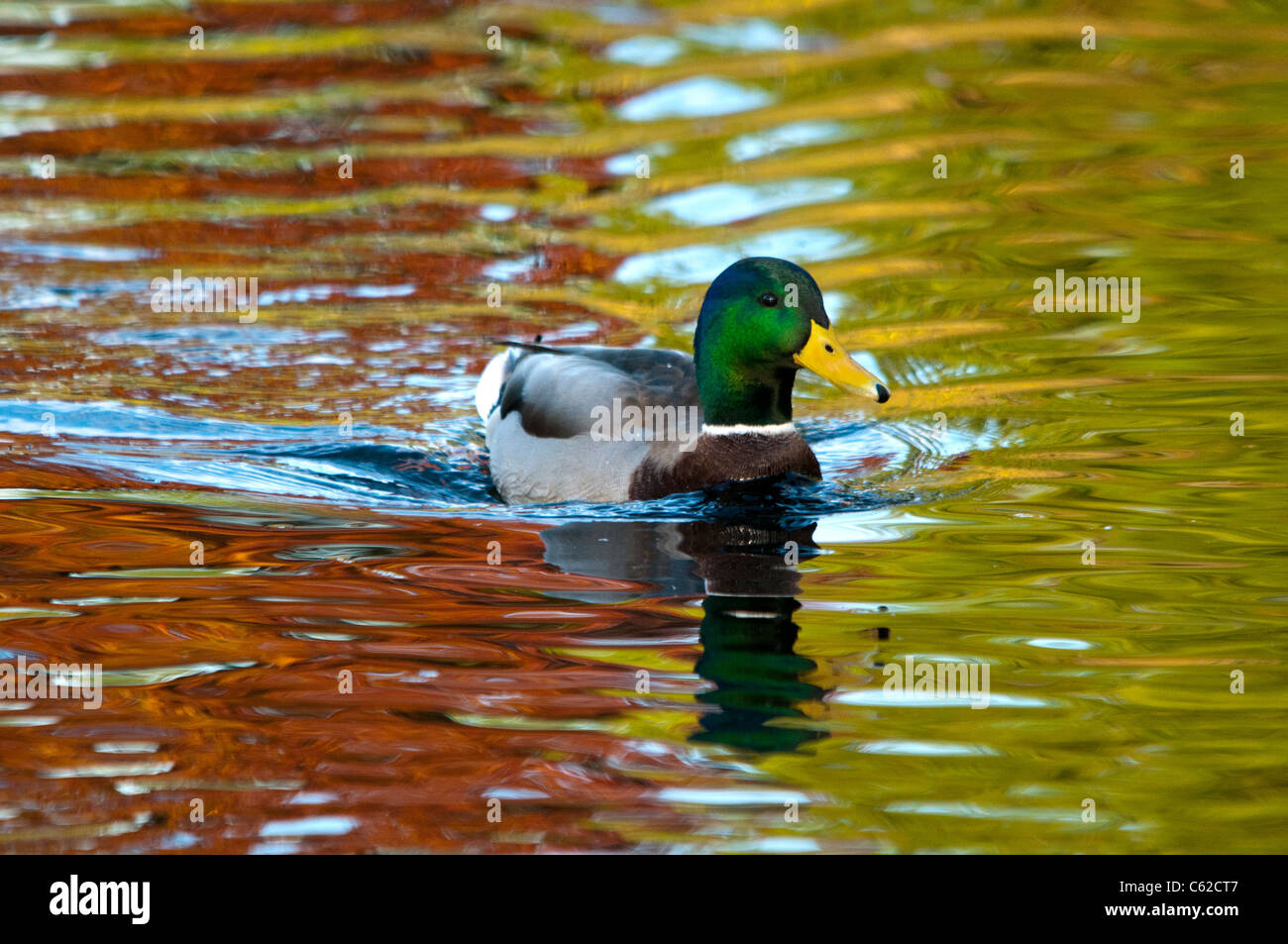 Male Mallard duck and fall colors reflecting on the water Stock Photo ...