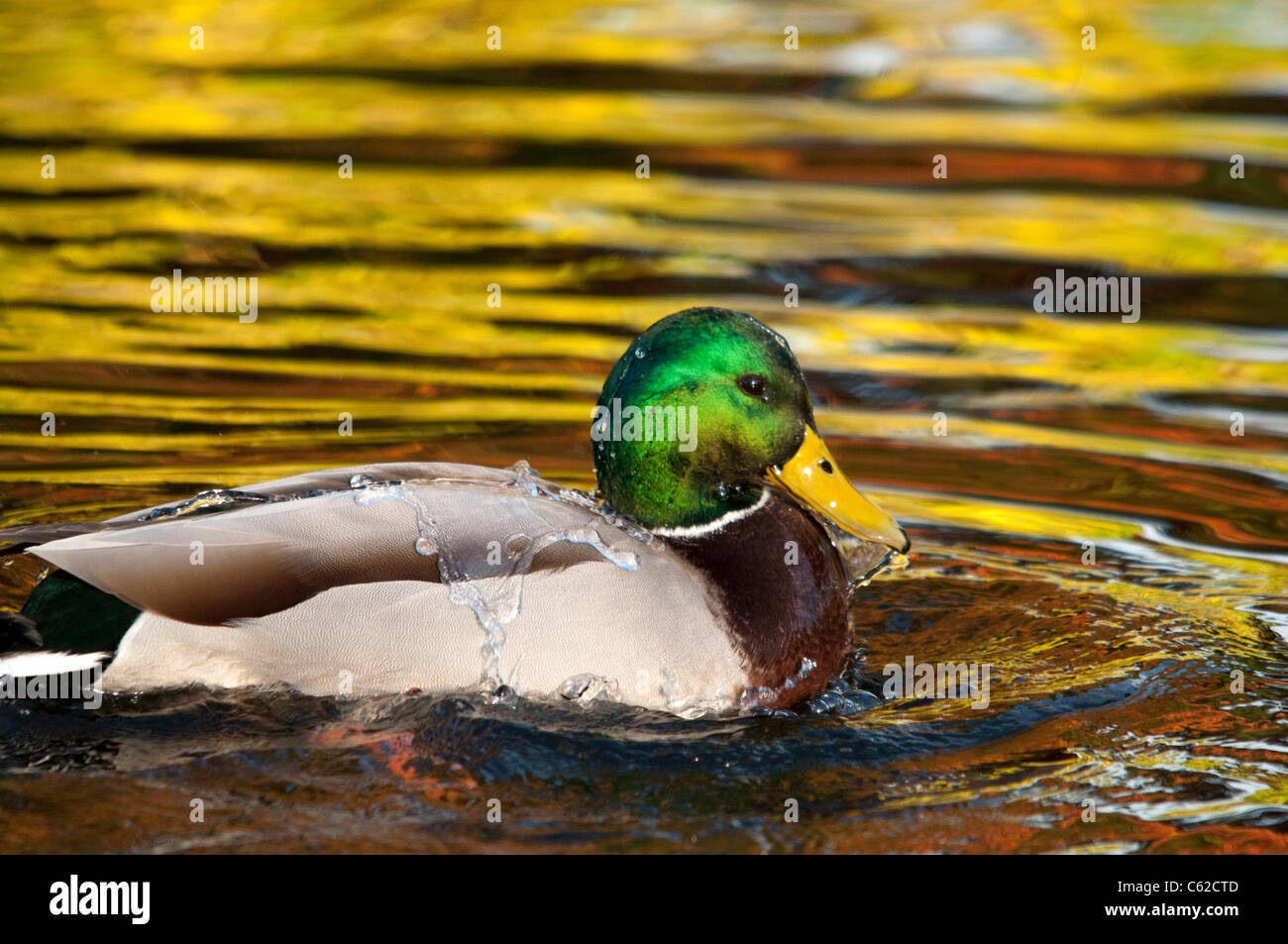 Male Mallard duck and fall colors reflecting on the water Stock Photo ...