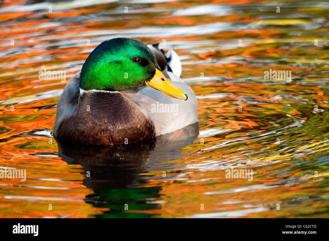 Male Mallard duck and fall colors reflecting on the water Stock Photo ...