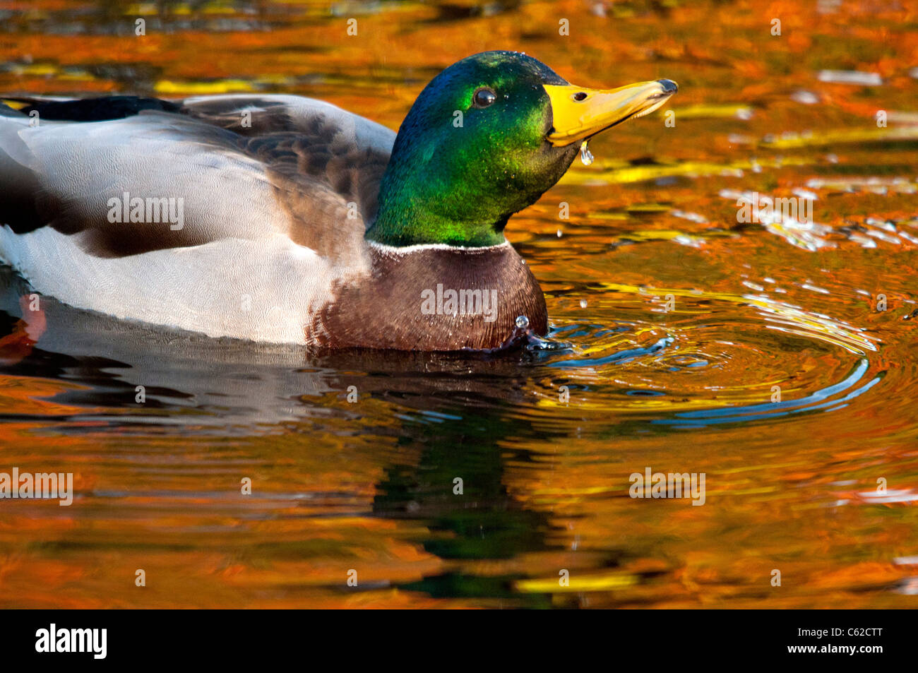 Male Mallard duck and fall colors reflecting on the water Stock Photo ...