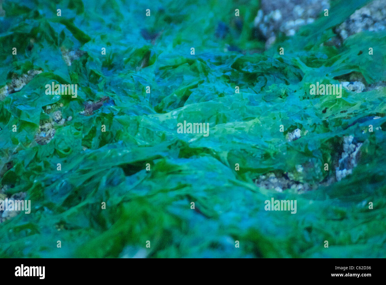 Very green sea weed on a beach in Cornwall UK taken with tungsten lught ...