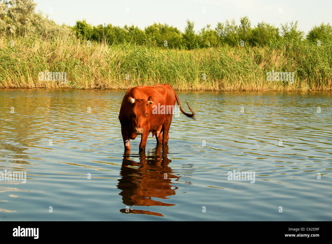 Cow in a river Stock Photo - Alamy