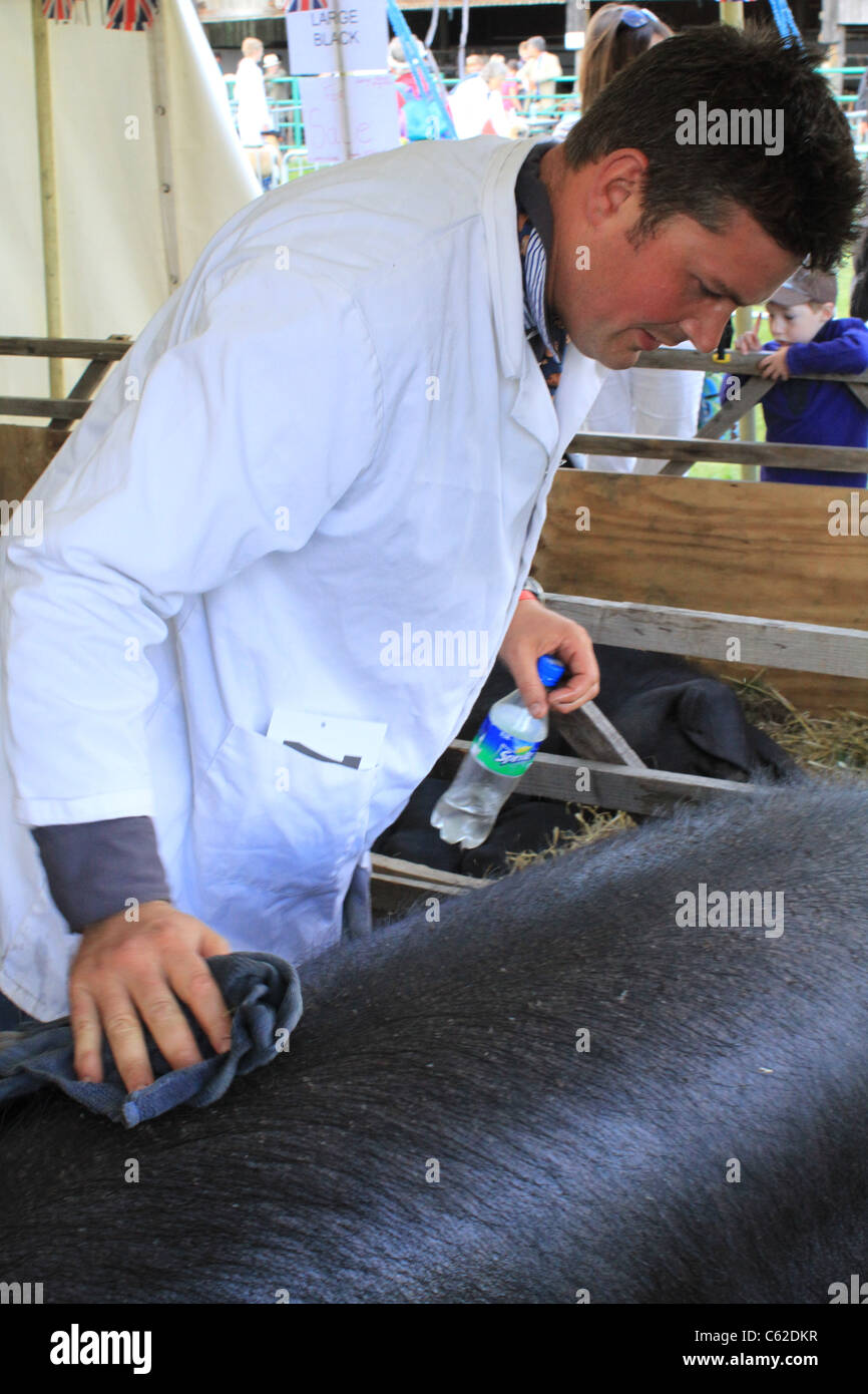 Cleaning pig hi-res stock photography and images - Alamy