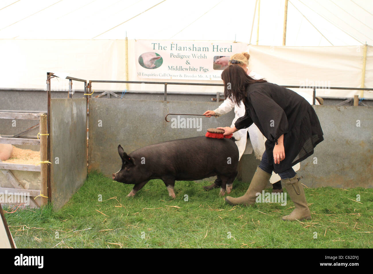 Cleaning a Pig Stock Photo - Alamy