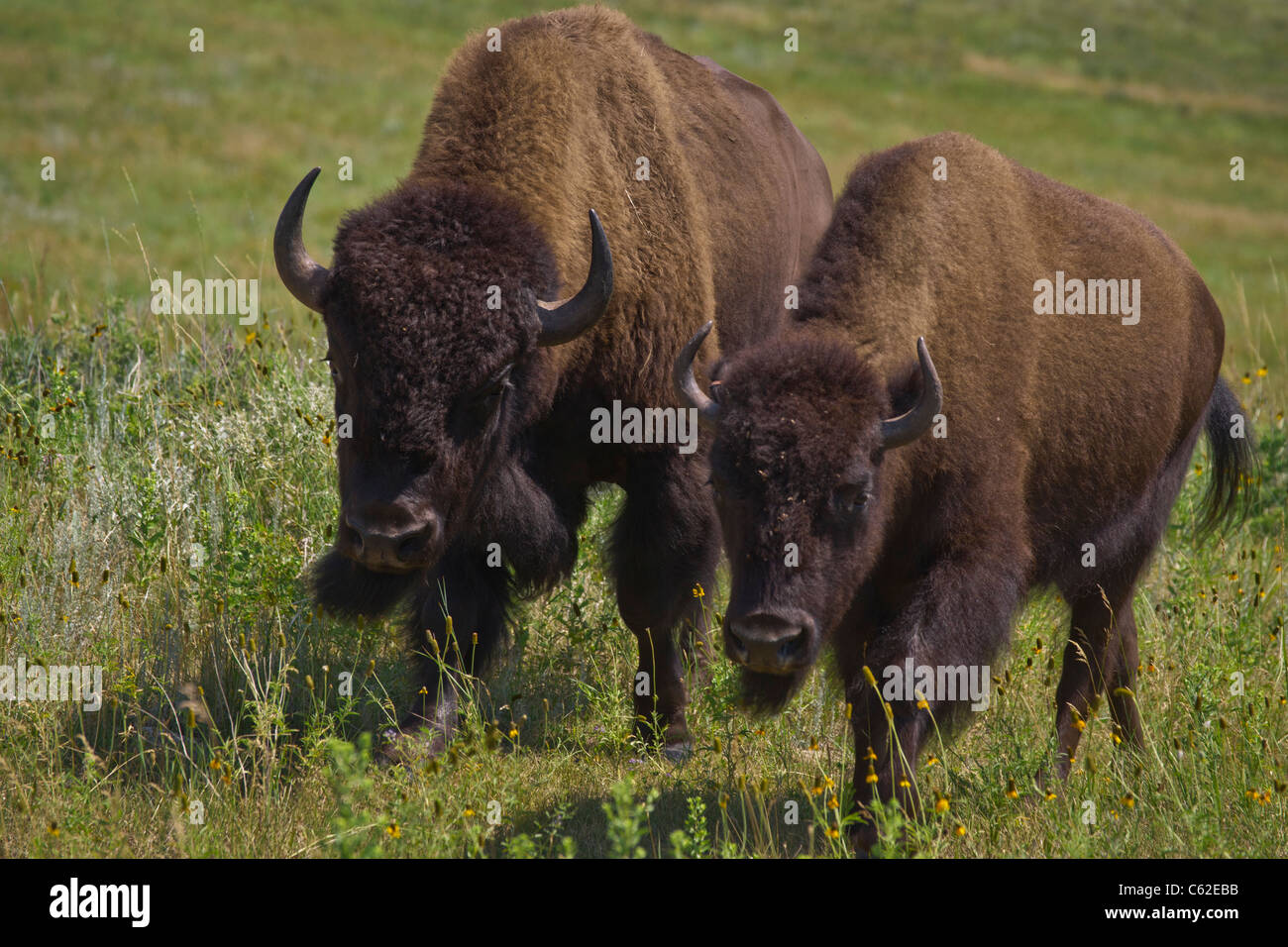 Plains view hi-res stock photography and images - Alamy