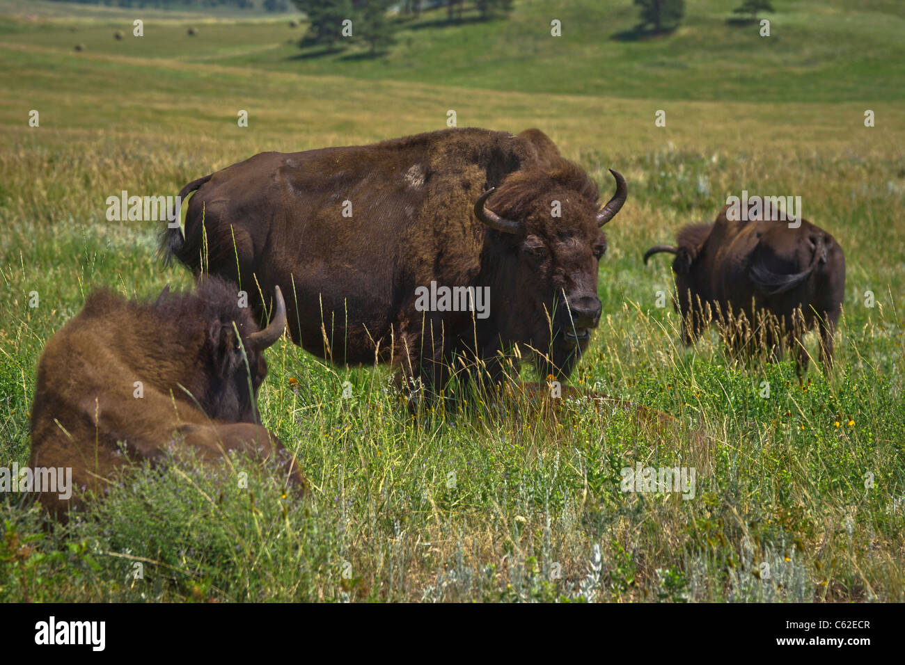 Plains view hi-res stock photography and images - Alamy