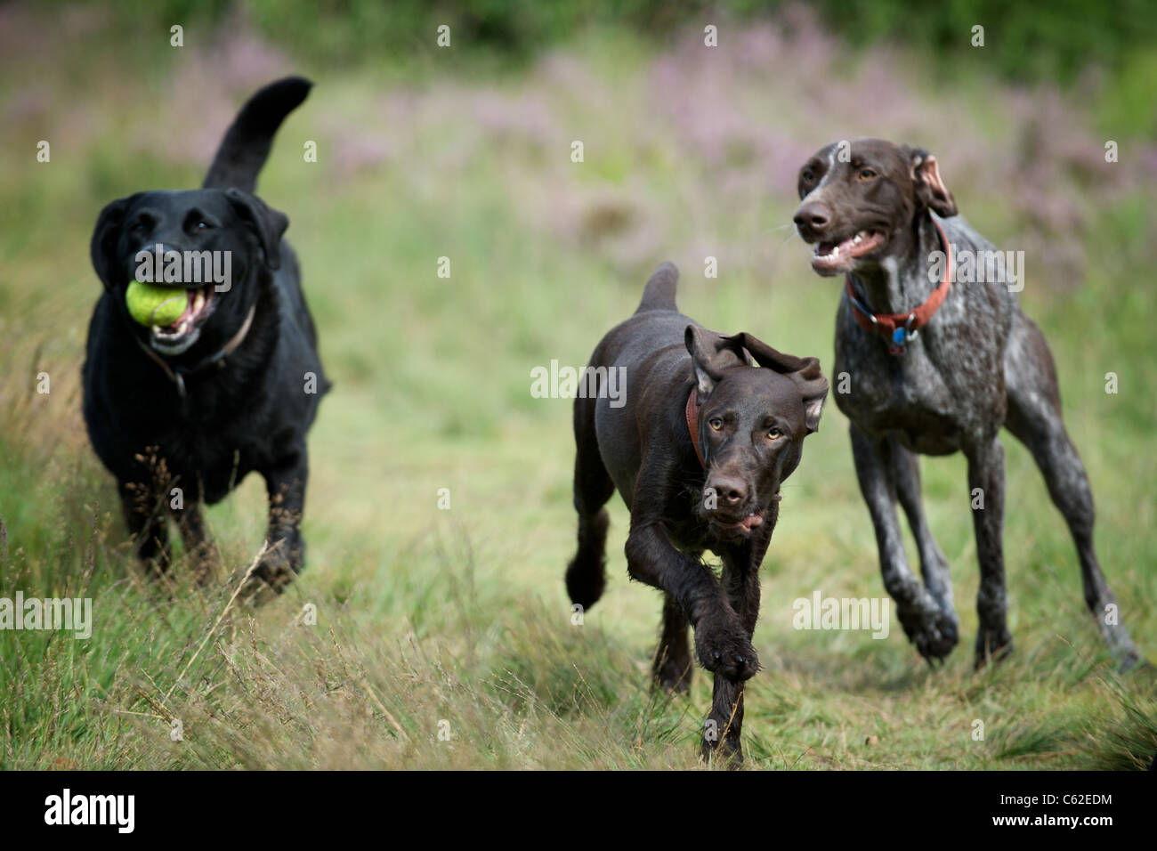 Two pointers and a black labrador playing together Stock Photo - Alamy