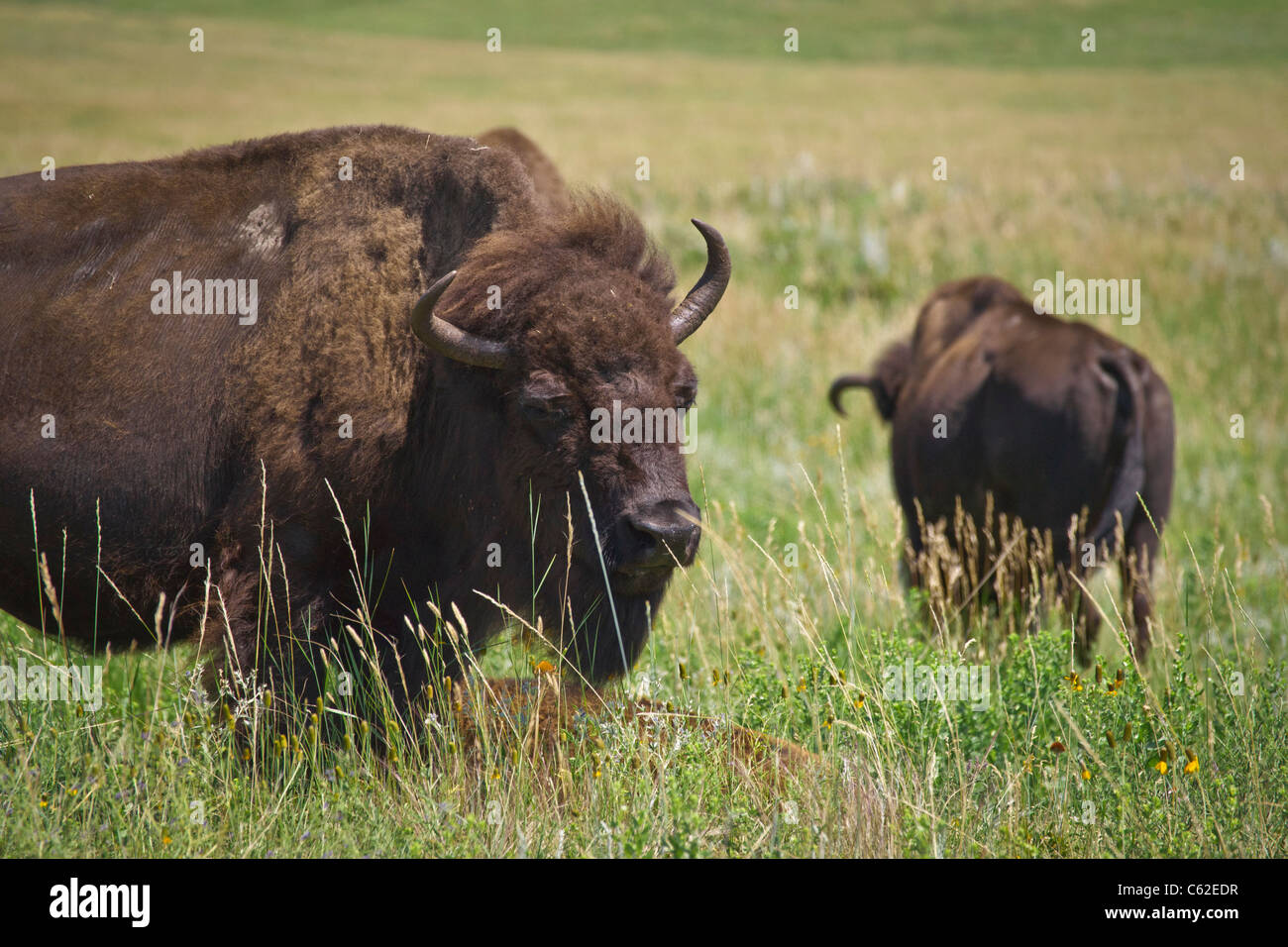 Plains view hi-res stock photography and images - Alamy