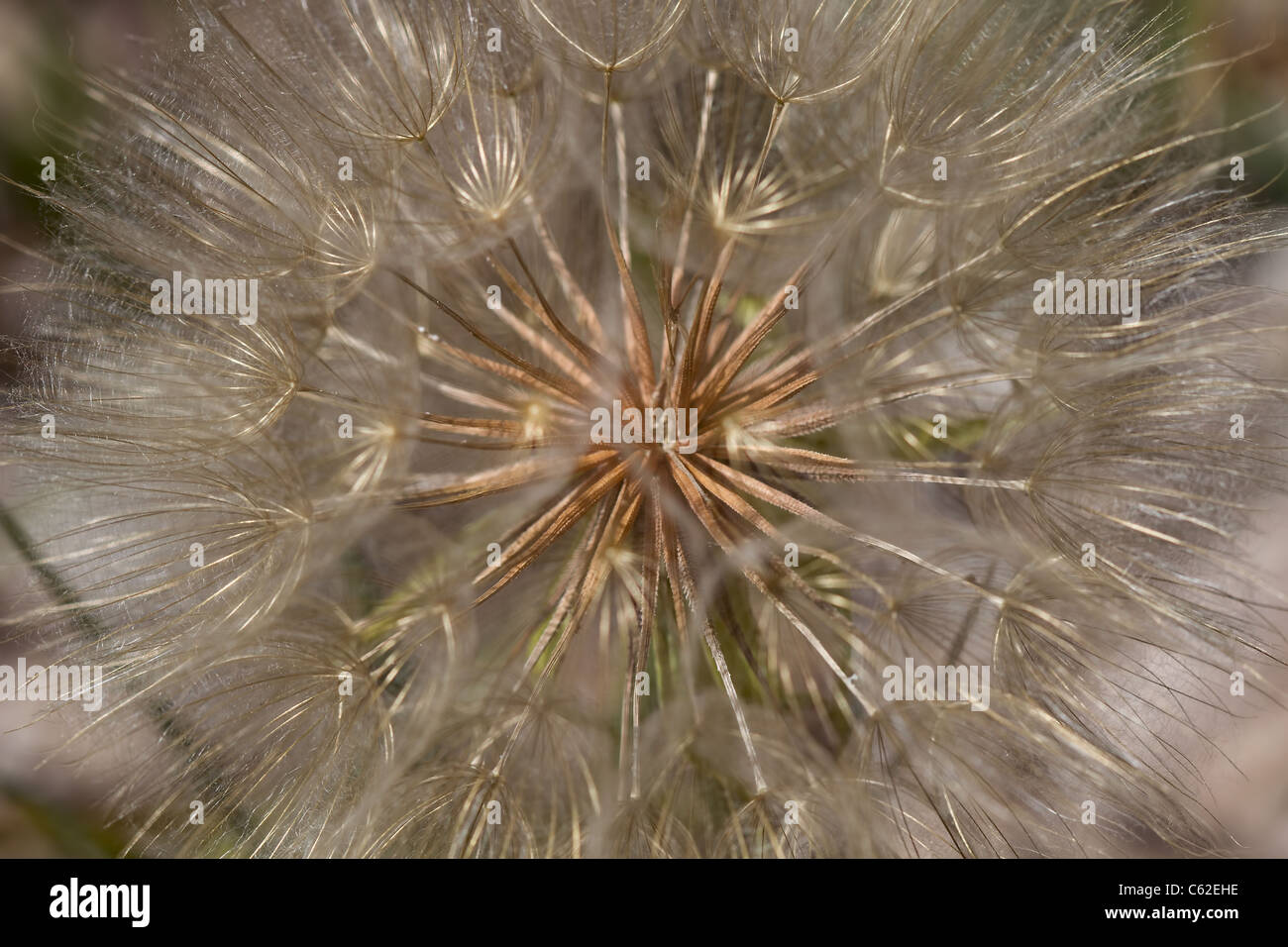 Dandelion Weed Wild Flower Seed Macro Background Stock Photo - Alamy