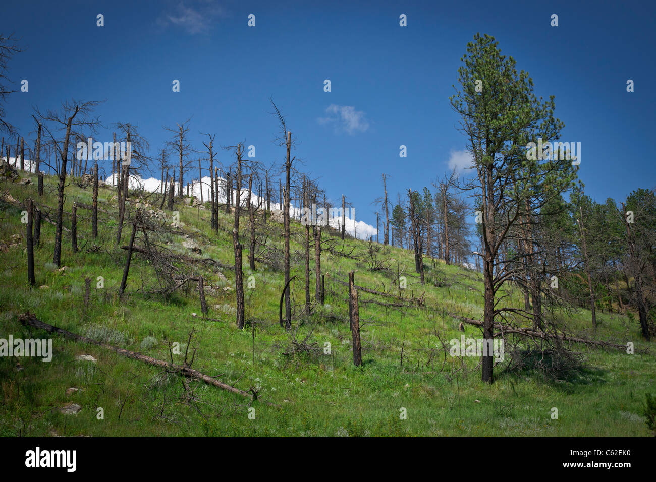 Damaged pine hi-res stock photography and images - Alamy