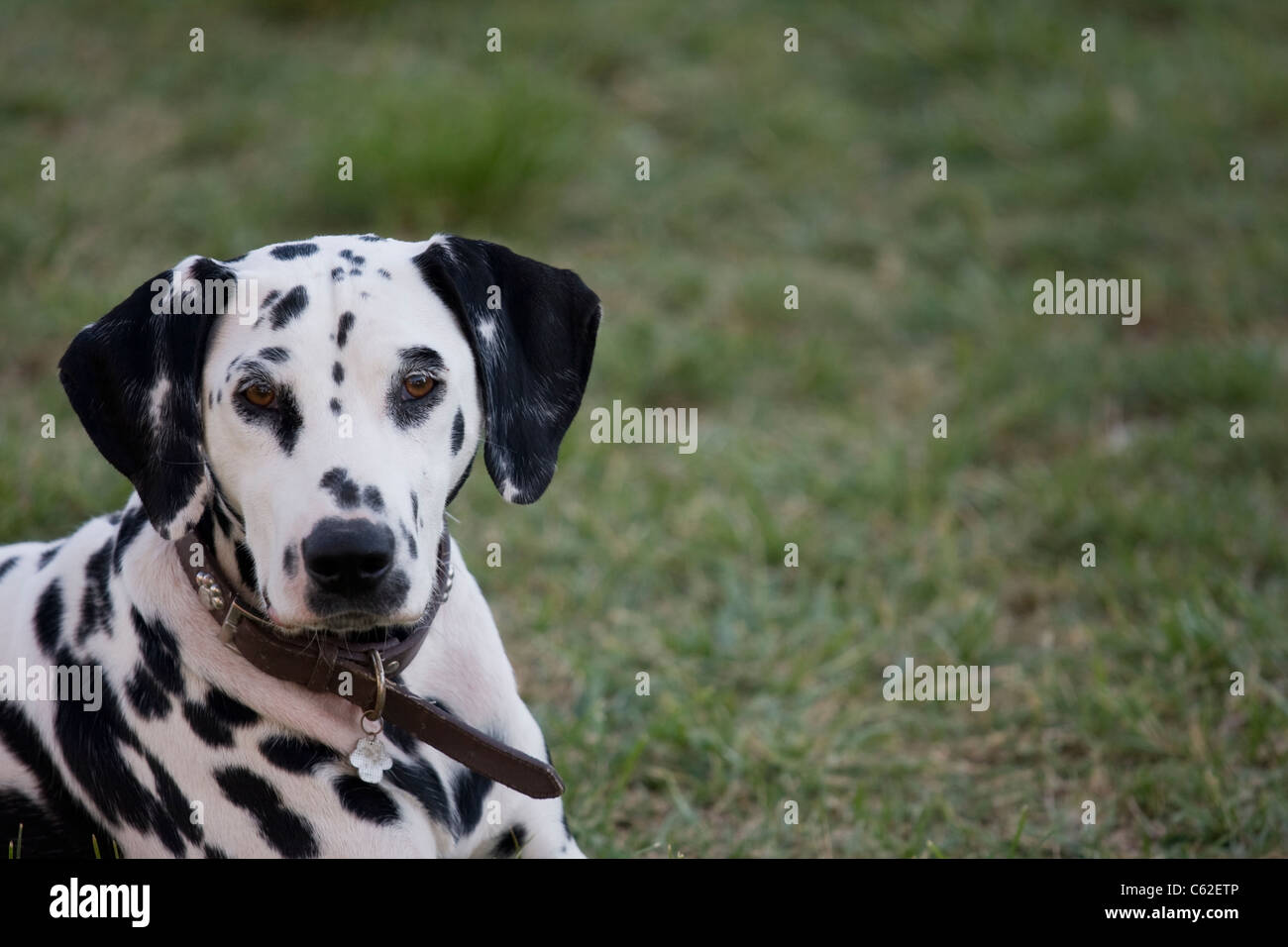 Dalmation dog hi-res stock photography and images - Alamy
