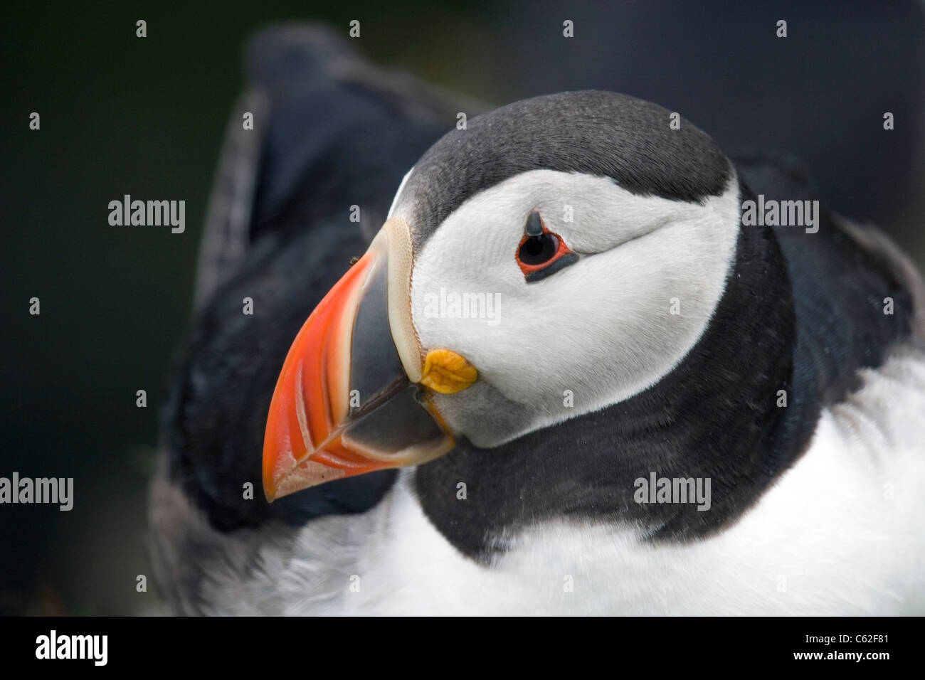 Puffin sitting on its nest, Lerwick, Shetland Islands Stock Photo - Alamy