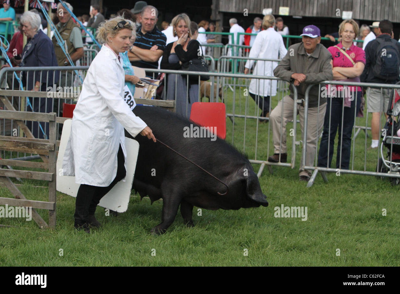 Large Black Pig High Resolution Stock Photography and Images - Alamy