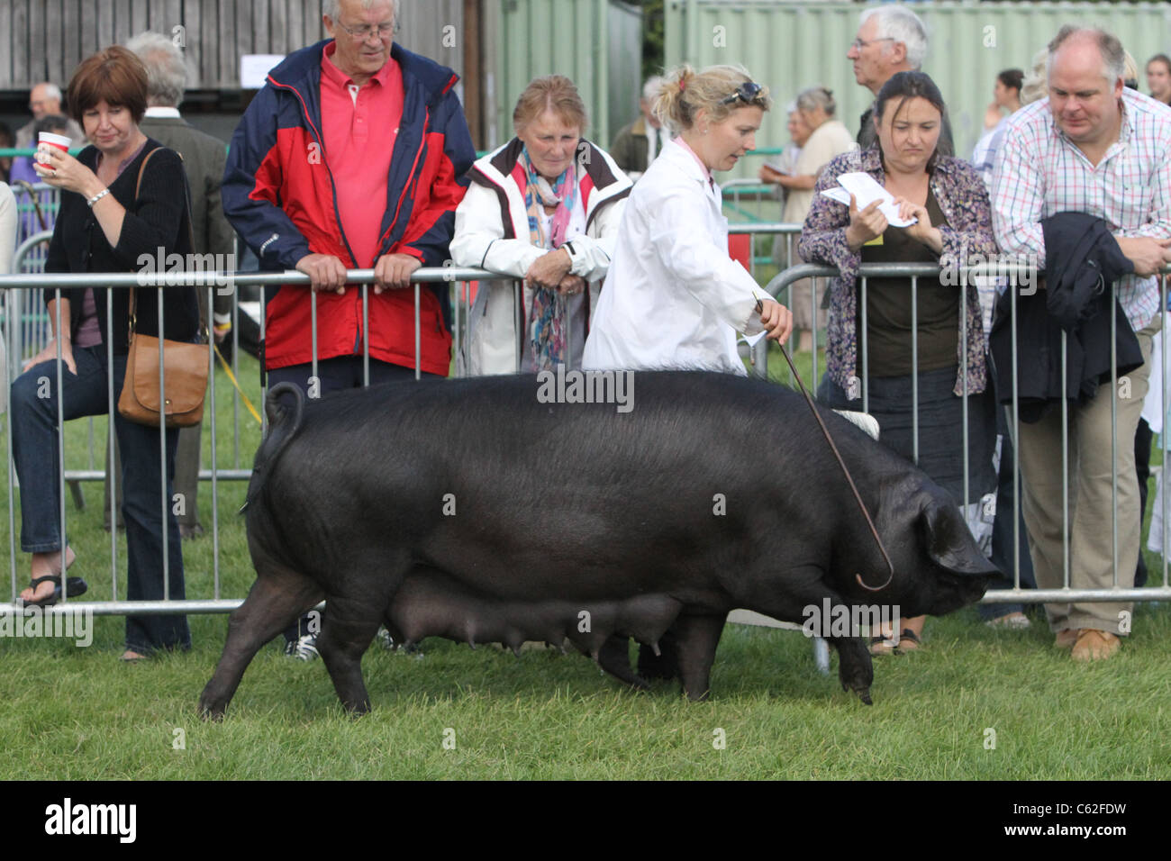 Large Black Pig Stock Photo - Alamy
