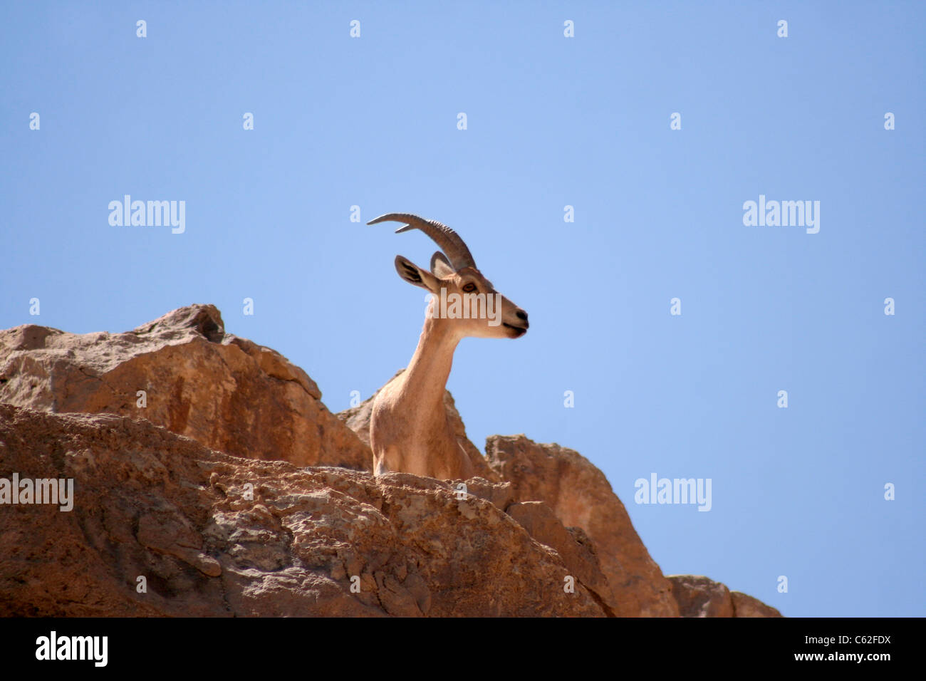 Nubian ibex hi-res stock photography and images - Alamy