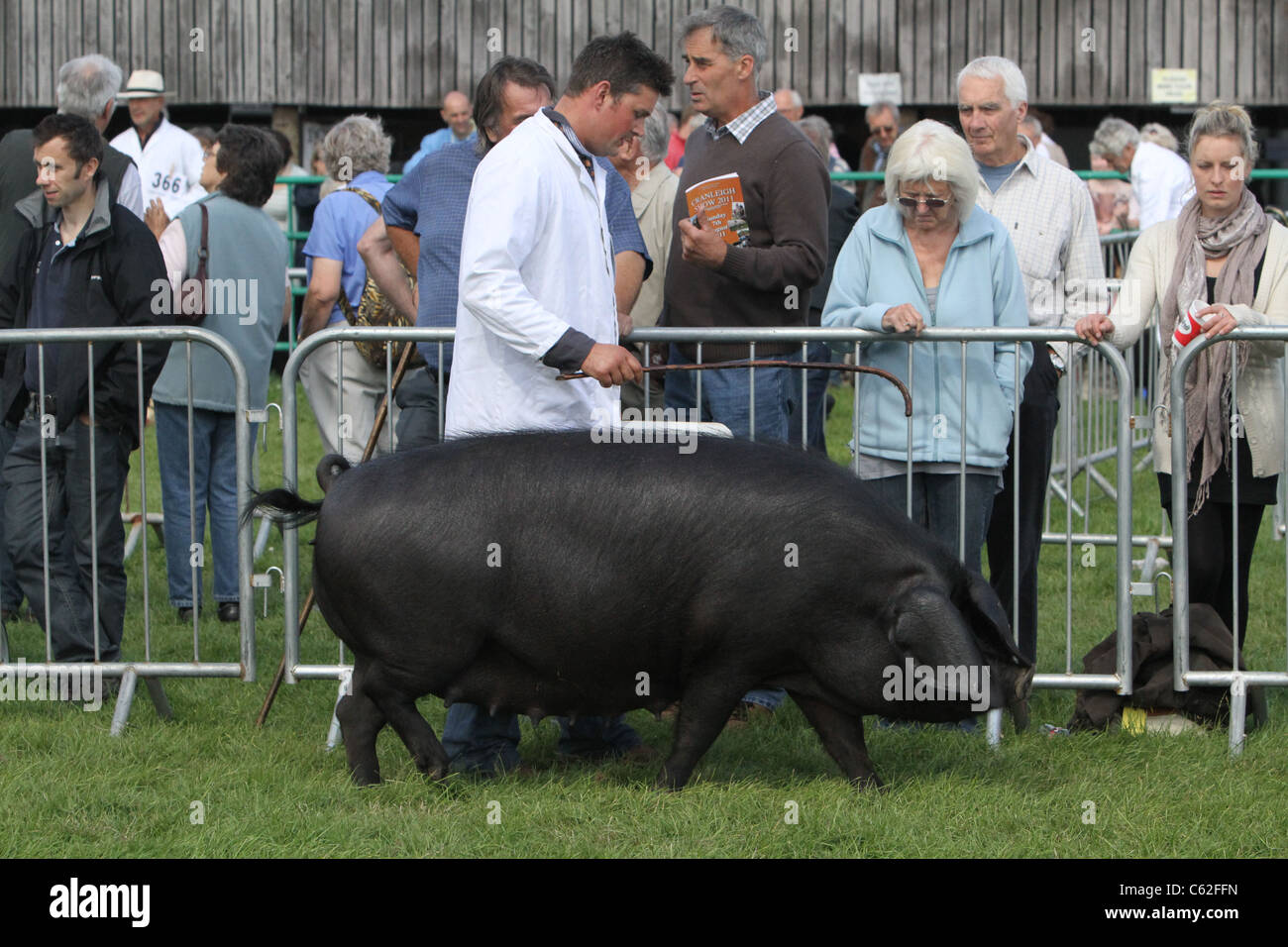 Large black pig hi-res stock photography and images - Alamy