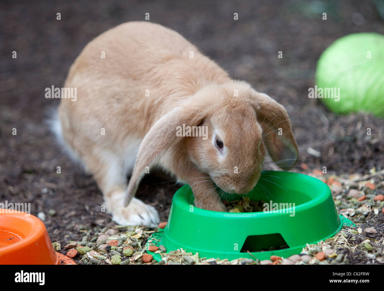 Lop Eared Rabbit High Resolution Stock Photography and Images - Alamy