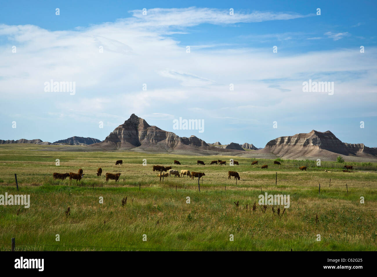 A herd of cows grazing on the prairie with Badlands mountains ...