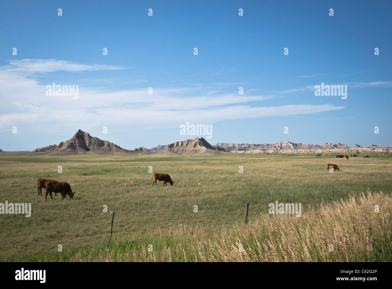 Cattle hi res hi-res stock photography and images - Alamy