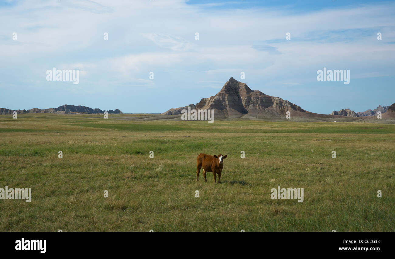 A single cow starring on the prairie with Badlands peaks in the ...