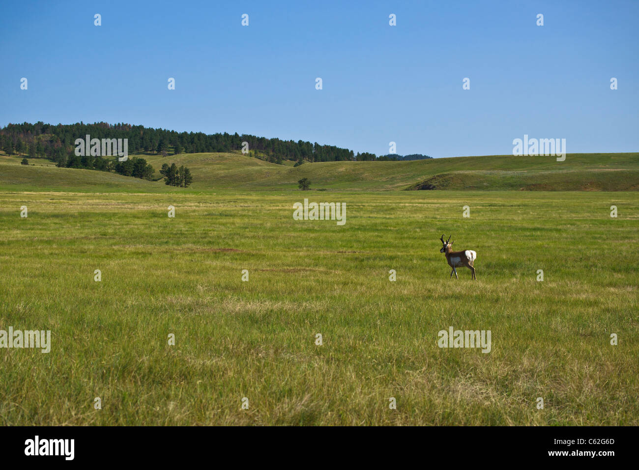 Custer State Park in South Dakota SD Pronghorn Antelope Antilocapra ...