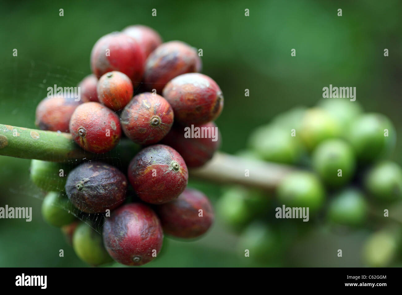 Ripening coffee beans hi-res stock photography and images - Alamy