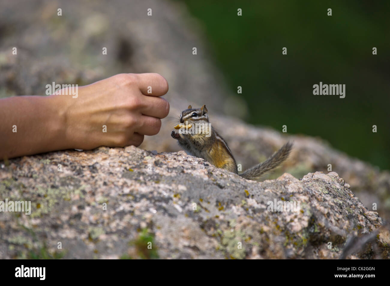 A human hand feeding chipmunk eating nuts in Black Hills South Dakota ...