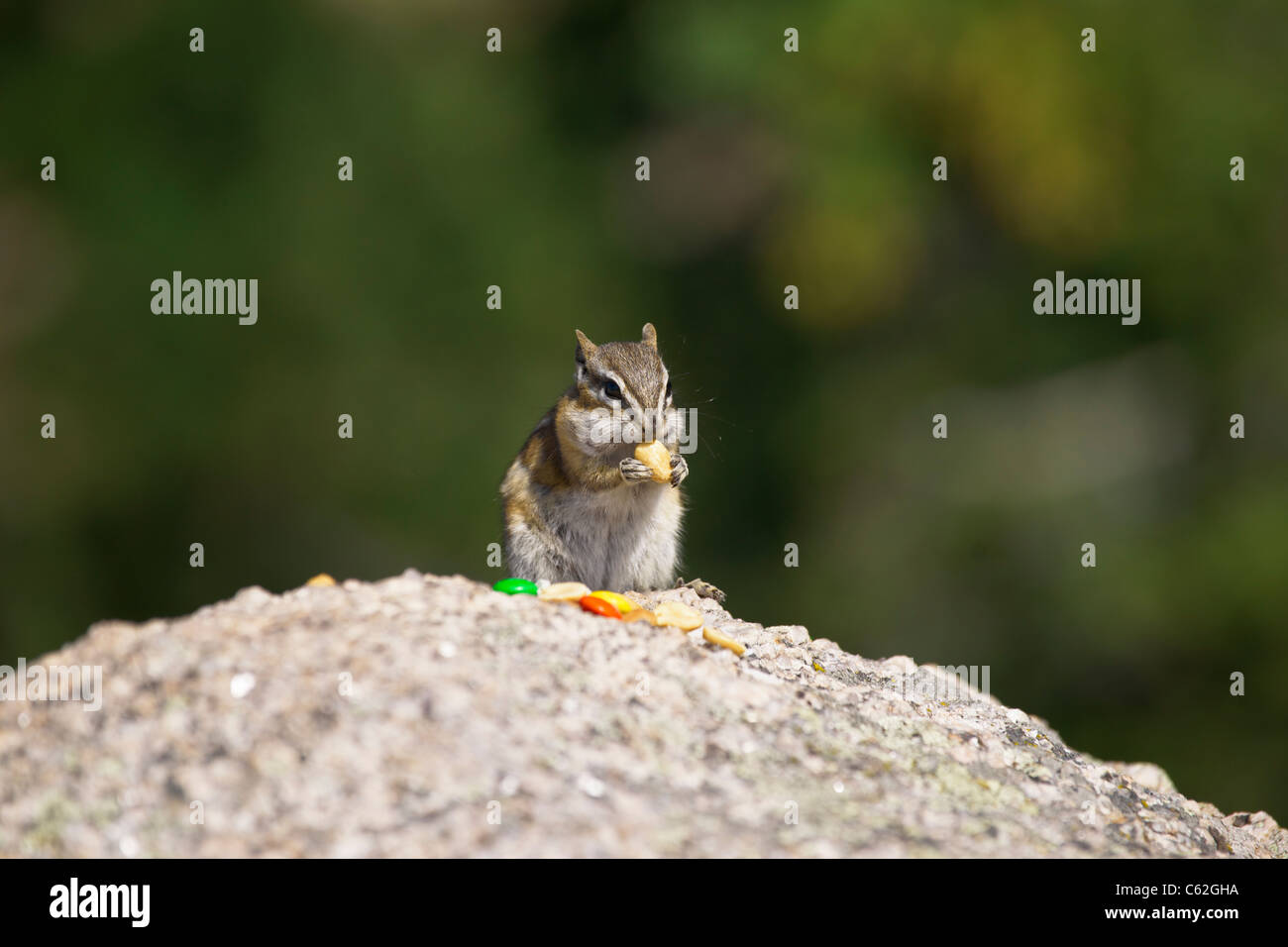 A close up of chipmunk sitting on a rock and eating nuts Stock Photo ...