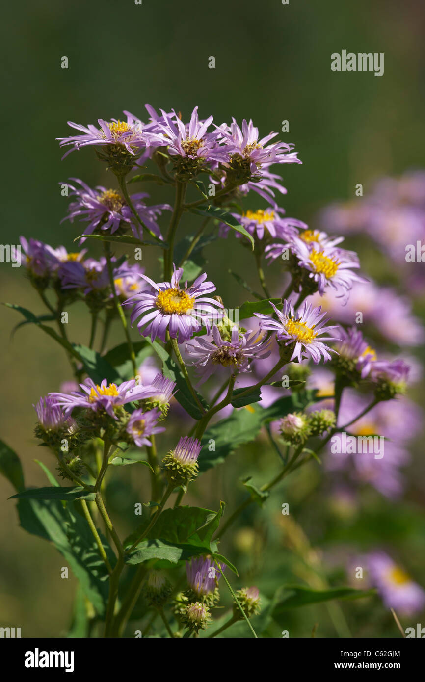Purple New England Asters Aster novae-angliae in Black Hills South ...
