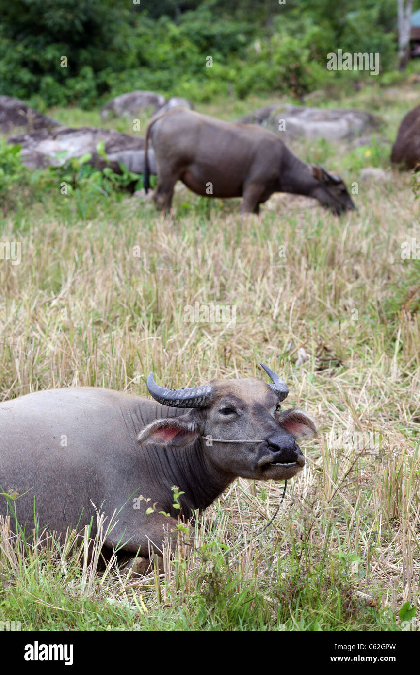 Water buffalo grazing and at rest Stock Photo - Alamy